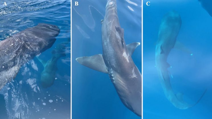 Filman por primera vez a dos tiburones de 'boca ancha' frente a la ...
