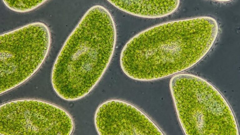 El calentamiento global podría convertir a los microbios del plancton ...