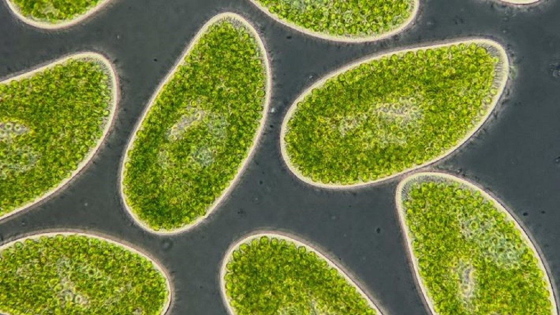 El calentamiento global podría convertir a los microbios del plancton ...