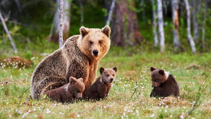 Un excursionista es seguido por una familia de osos y la ahuyenta de ...