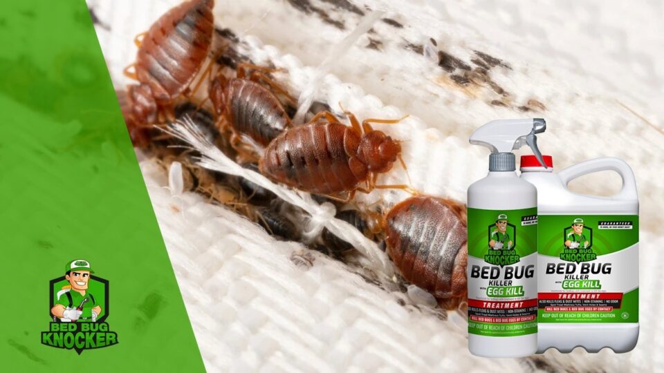 Adiós a las molestias: Bed bug knocker, la solución eficaz para ...